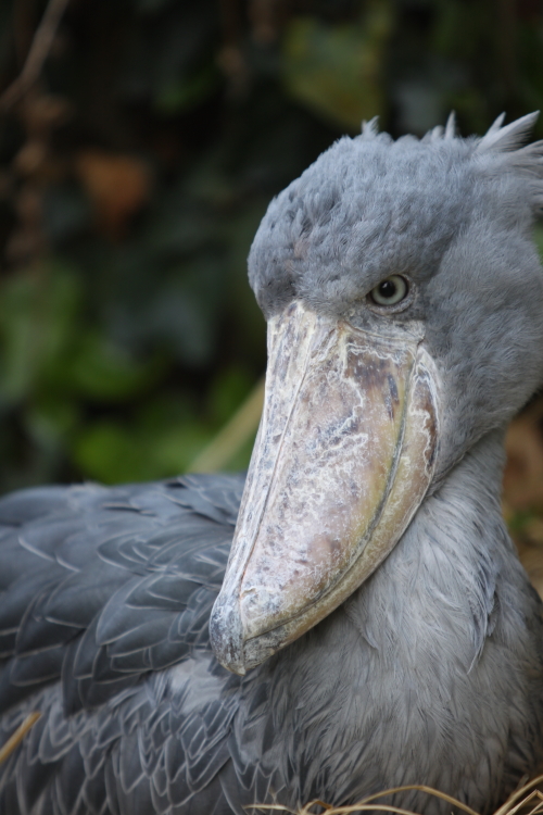 東京都 上野動物園: きょうこの動物園な日々